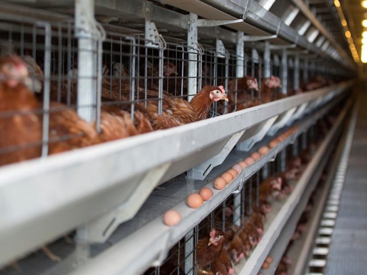 3 Coverage Pitfalls When Purchasing Poultry Farm Insurance 3 Coverage Pitfalls When Purchasing Poultry Farm Insurance