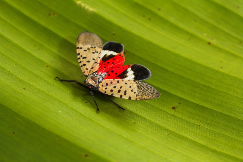 The Spotted Lantern Fly Invasion of Southeast Pennsylvania - Ruhl