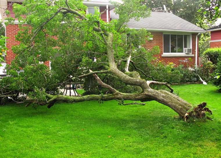 TIMBER! Falling Trees and Insurance | Ruhl Insurance