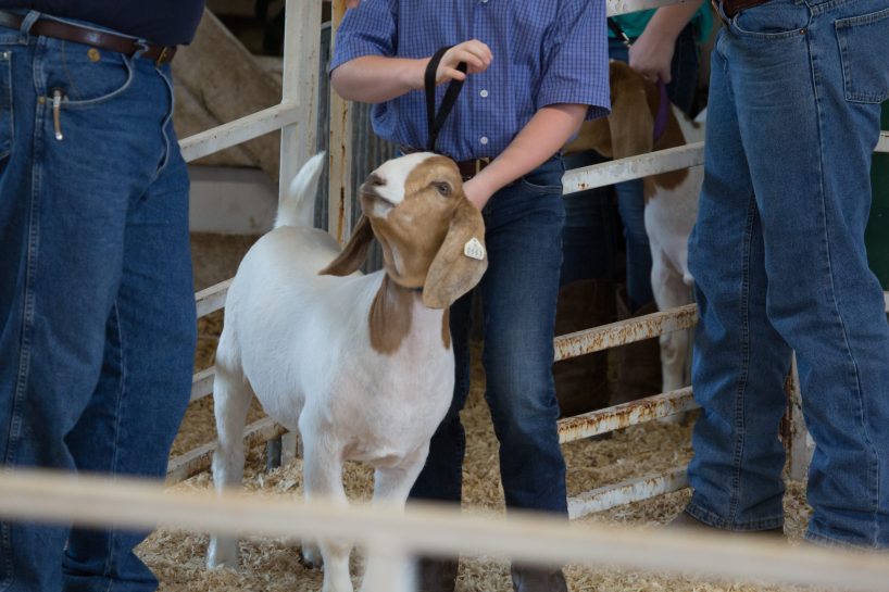 Liability Exposures and Insurance Coverage for 4-H and FFA - Ruhl